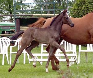 Don Index Festival | Niedersächsisches Landgestüt