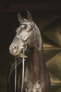 Don Index stellt Fohlenpreisspitze | Niedersächsisches Landgestüt