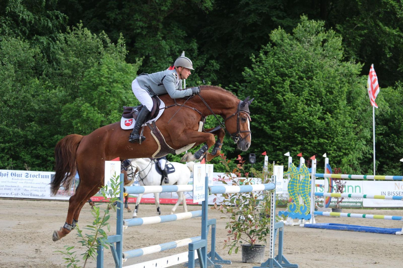 Goldregen für die Celler Hengste | Niedersächsisches Landgestüt