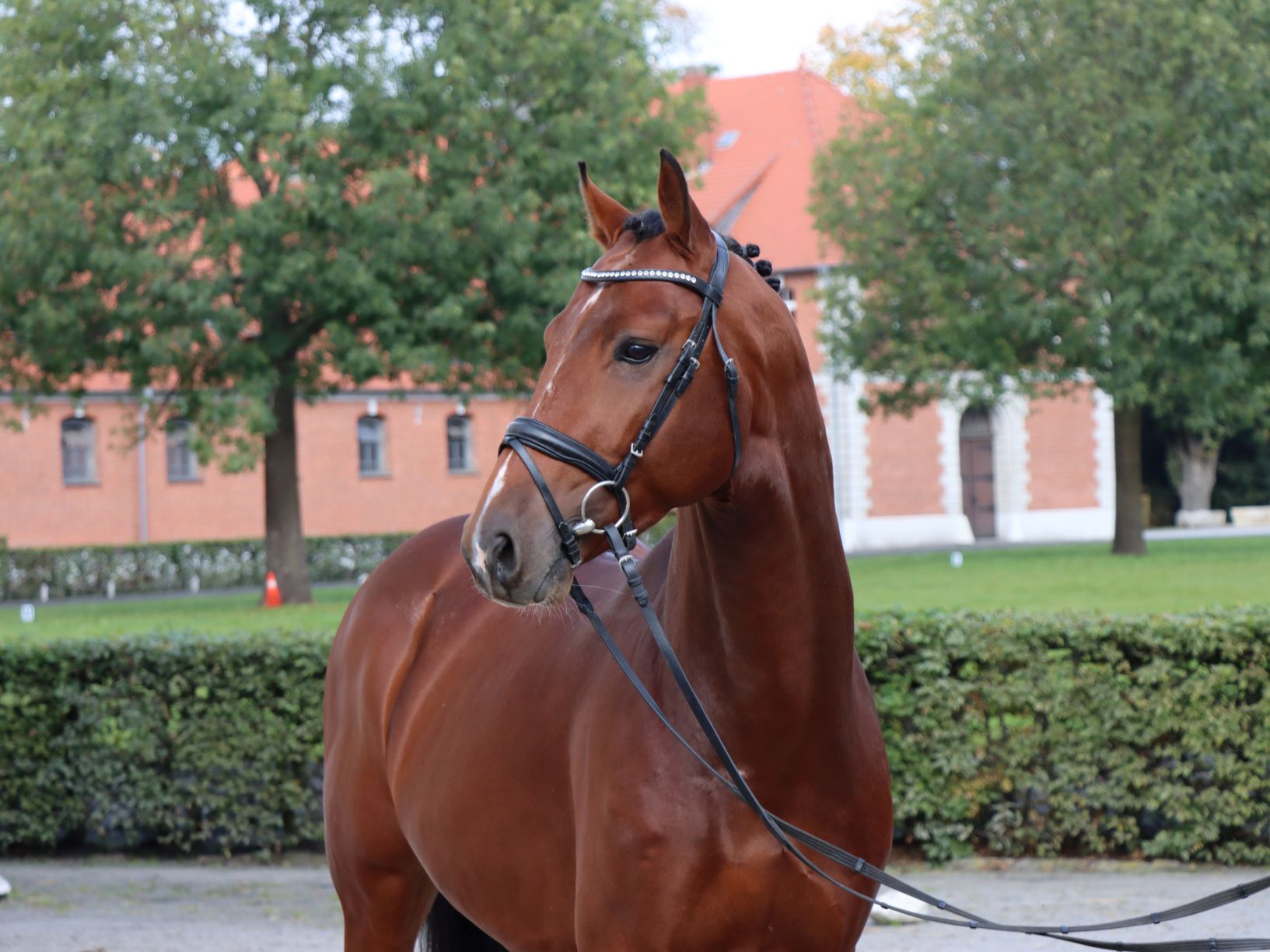 Der Countdown läuft – Ab heute kann geboten werden | Niedersächsisches ...