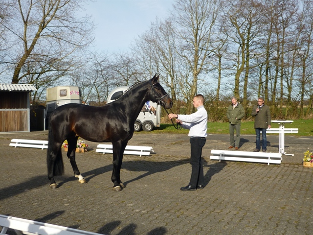 Hengstbegrüßung auf der EU- Besamungsstation in Dorum ...