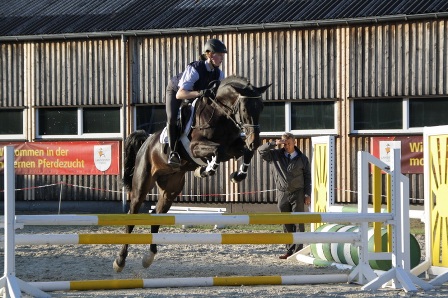 Aktueller Junghengstjahrgang zeigte sich in der HPA Adelheidsdorf ...