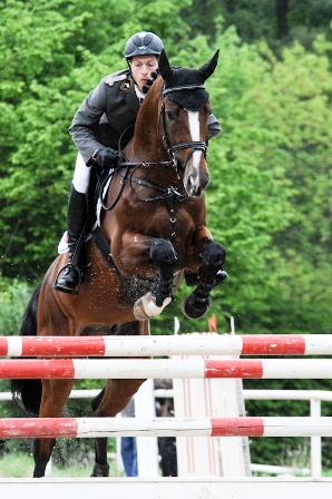 Zwei weitere Hengste qualifiziert für Warendorf | Niedersächsisches ...