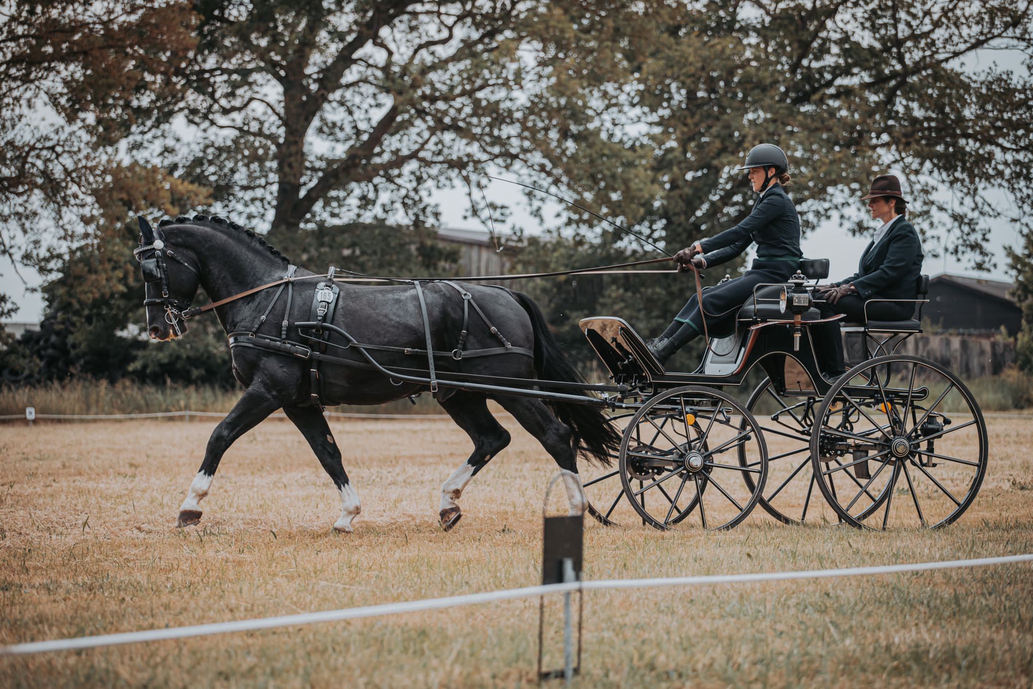 Top-Resultate für Dankwart & Epos D | Niedersächsisches Landgestüt