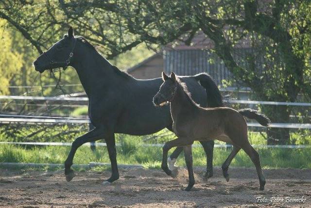 Don Romanov - Züchter vom ersten Fohlenjahrgang begeistert ...