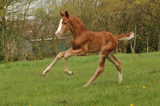 Don Romanov - Züchter vom ersten Fohlenjahrgang begeistert ...