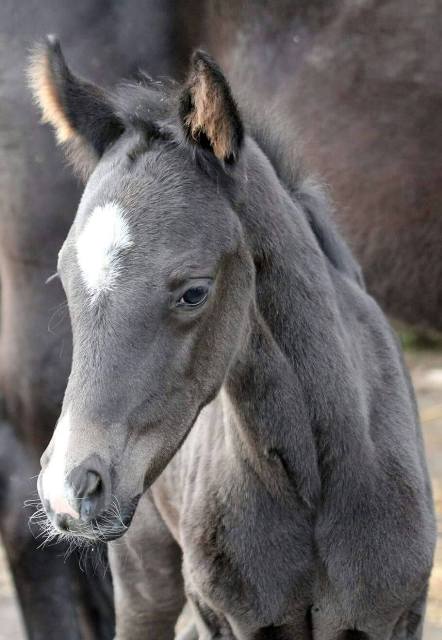 Don Romanov - Züchter vom ersten Fohlenjahrgang begeistert ...