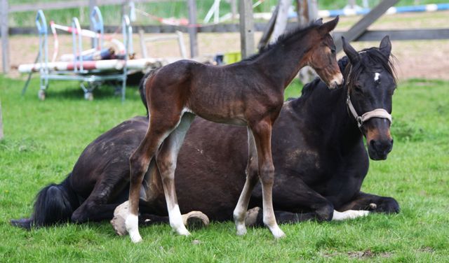 Don Romanov - Züchter vom ersten Fohlenjahrgang begeistert ...